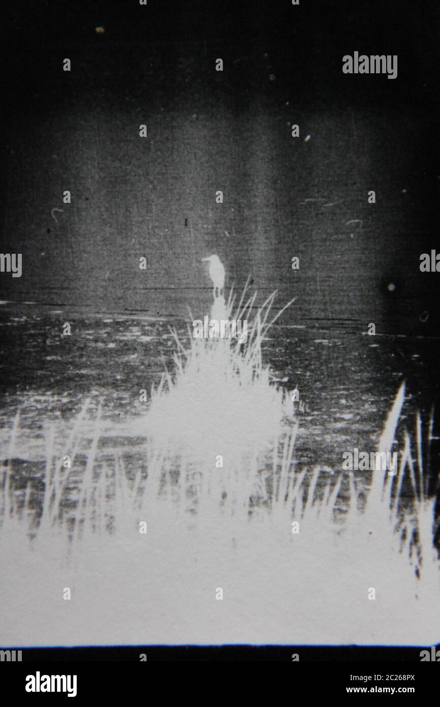 Fine 70s vintage black and white extreme photography of some wild ...