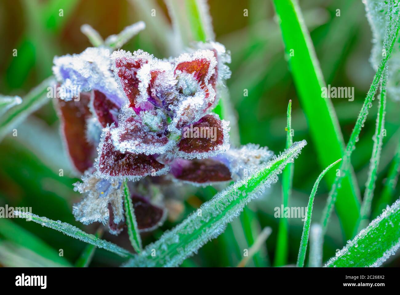 Frosted purple flower in the morning with sunlight. Beautiful frost on ...