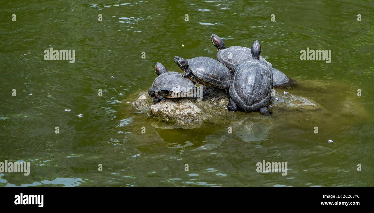 Tortoises in a temple pond, Tokyo, Japan Stock Photo - Alamy