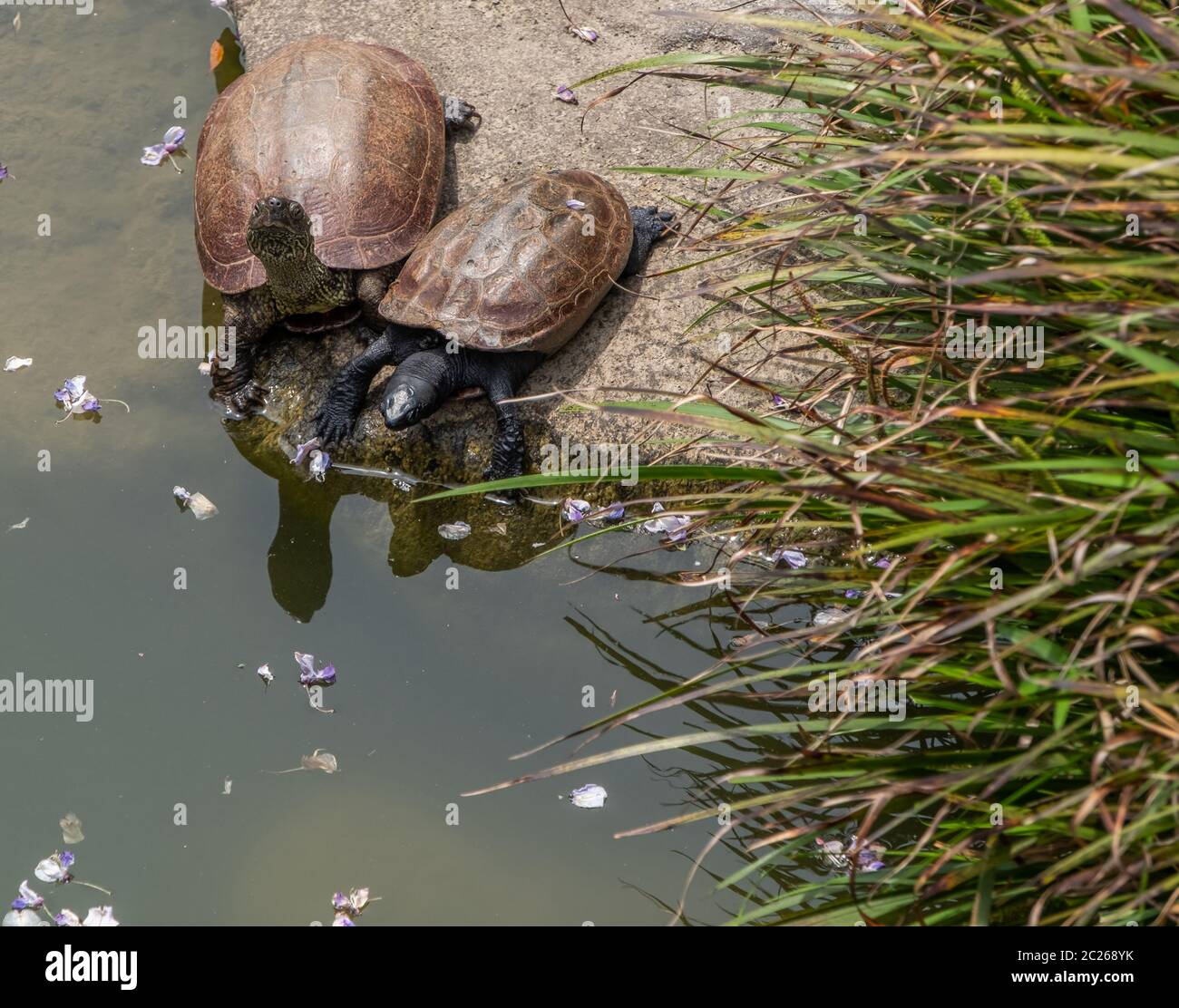 Tortoises swimming hi-res stock photography and images - Alamy
