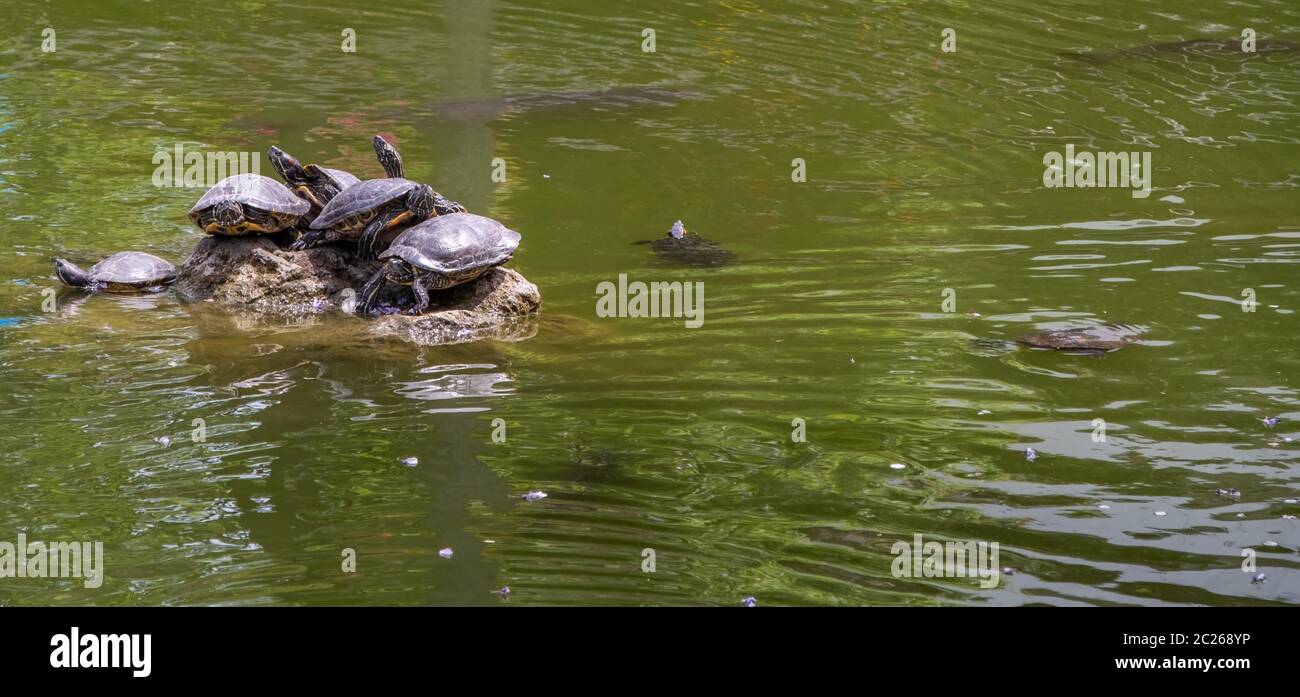 Japanese tortoises hi-res stock photography and images - Alamy