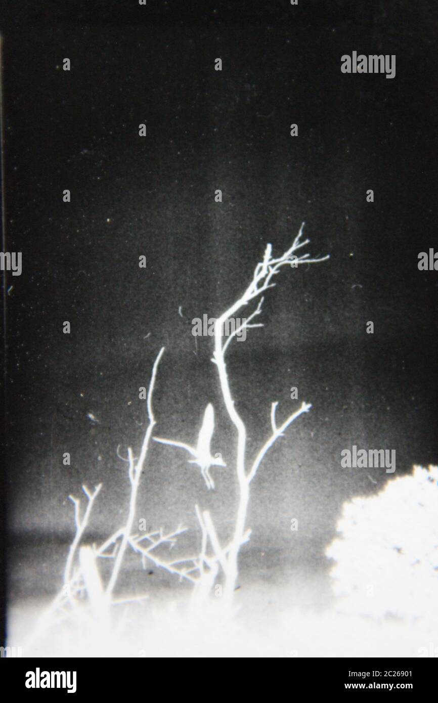 Fine 70s vintage black and white extreme photography of some wild ...