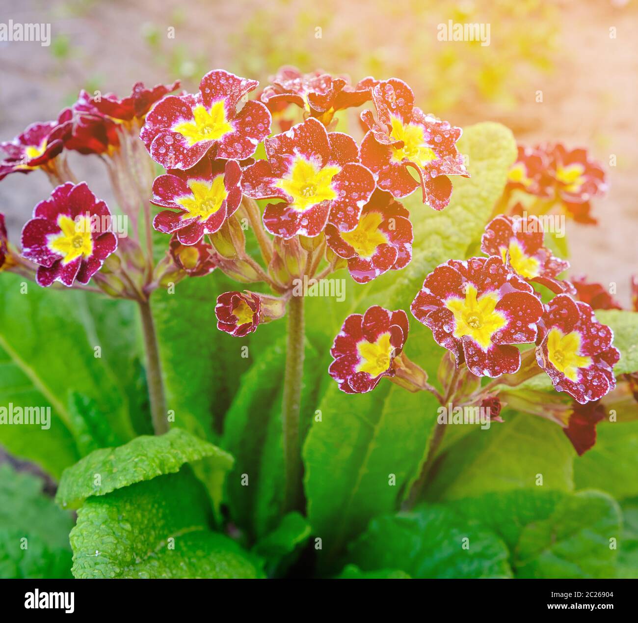growing bush Primula acaulis with red flowers and green leaves Stock ...
