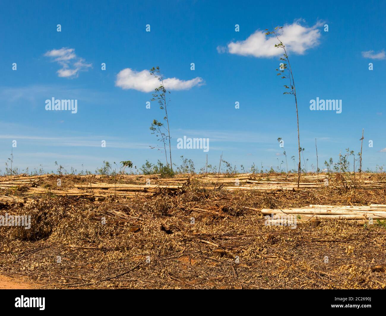 Devastated land in eucalyptus plantation in Brazil Stock Photo - Alamy