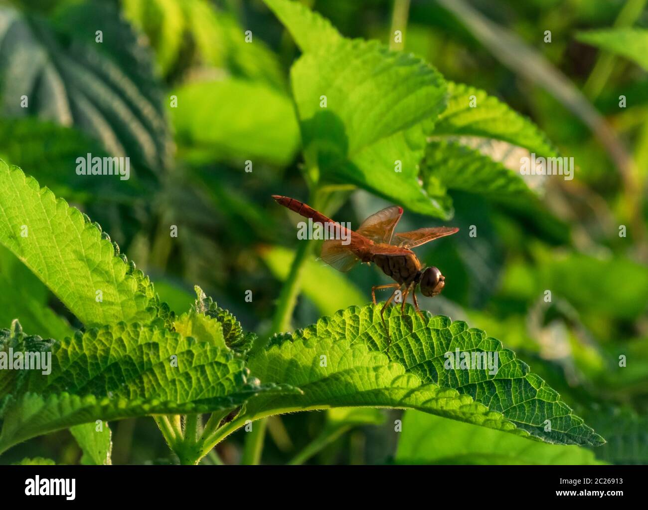 Beautiful red dragonfly show wings detail on a green leaf as natural ...
