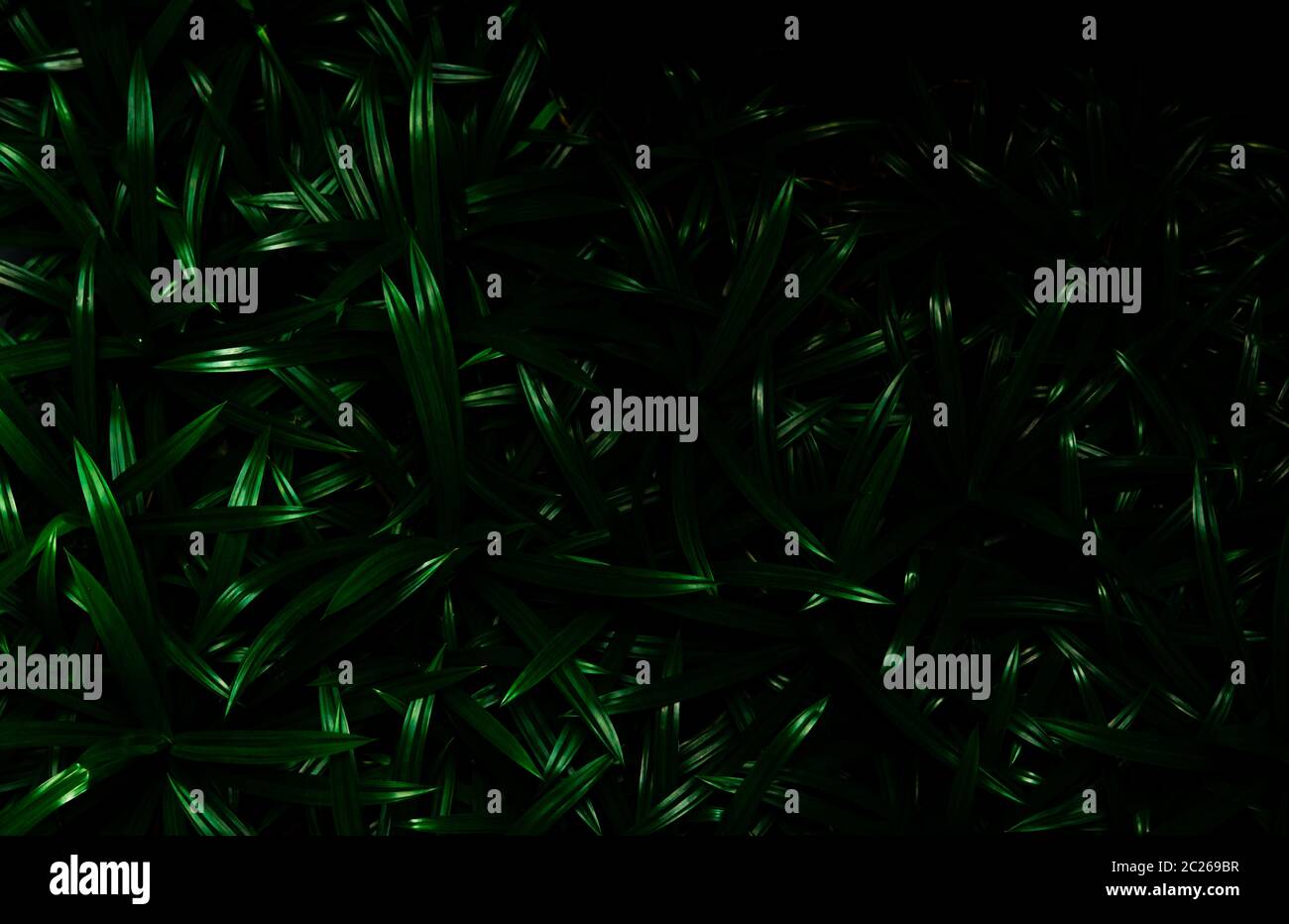 Closeup pandan leaves texture background. Green leaves with beautiful ...