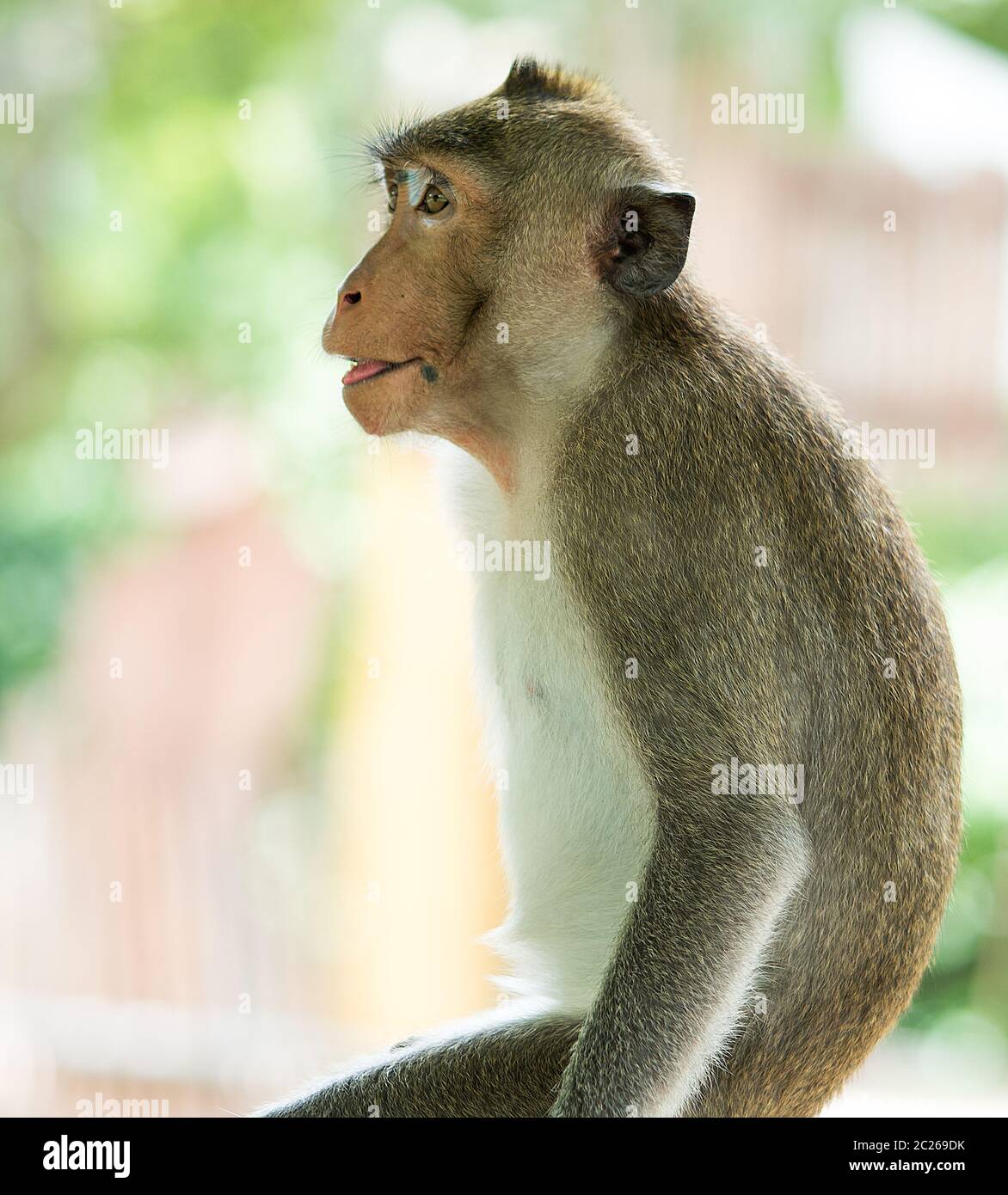 Monkey lips hi-res stock photography and images - Alamy