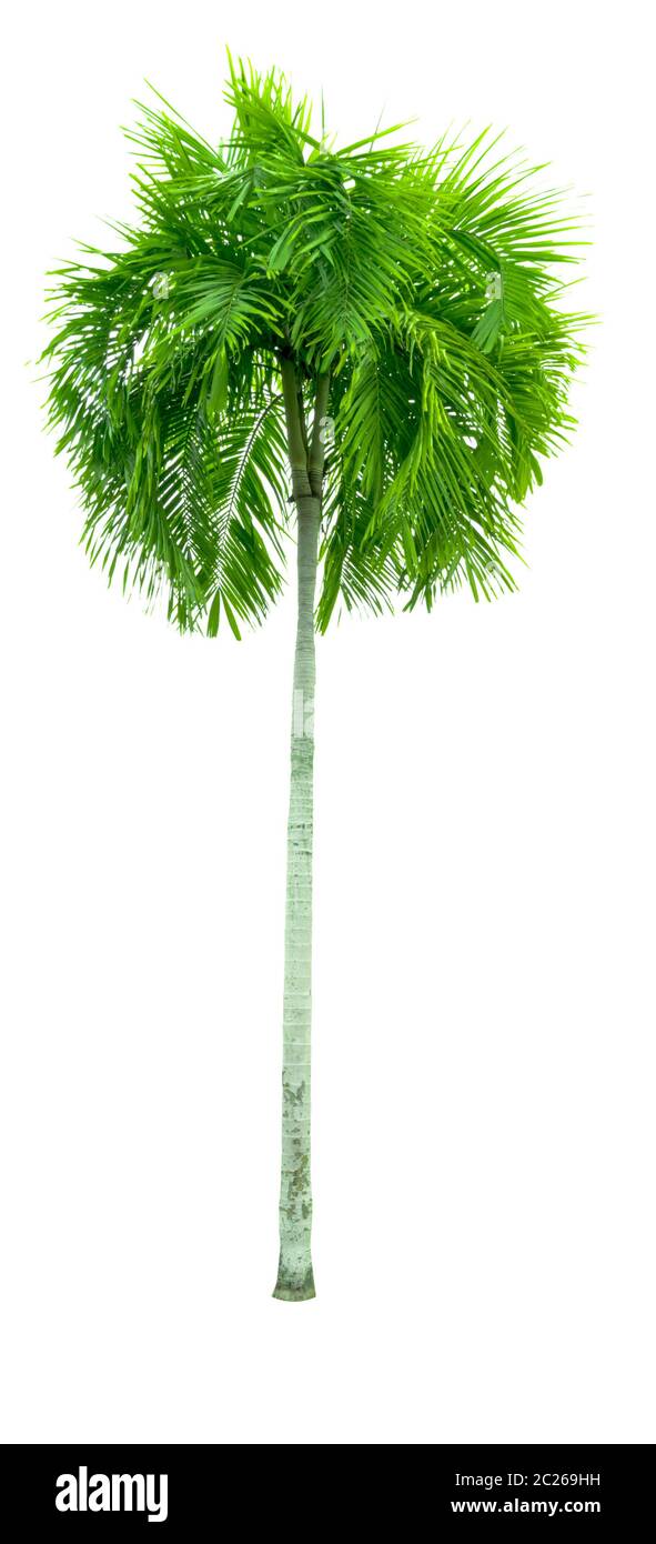 Manila palm, Christmas palm tree ( Veitchia merrillii (Becc.) H.E ...