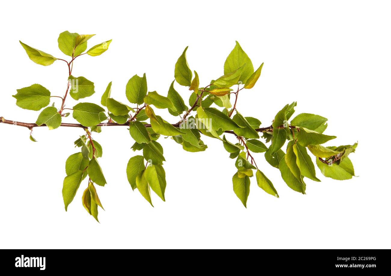 Branch of apricot tree with green leaves isolated on white Stock Photo ...