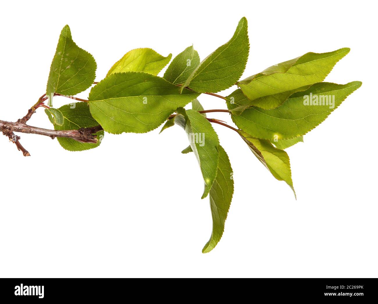 Branch of apricot tree with green leaves isolated on white Stock Photo ...