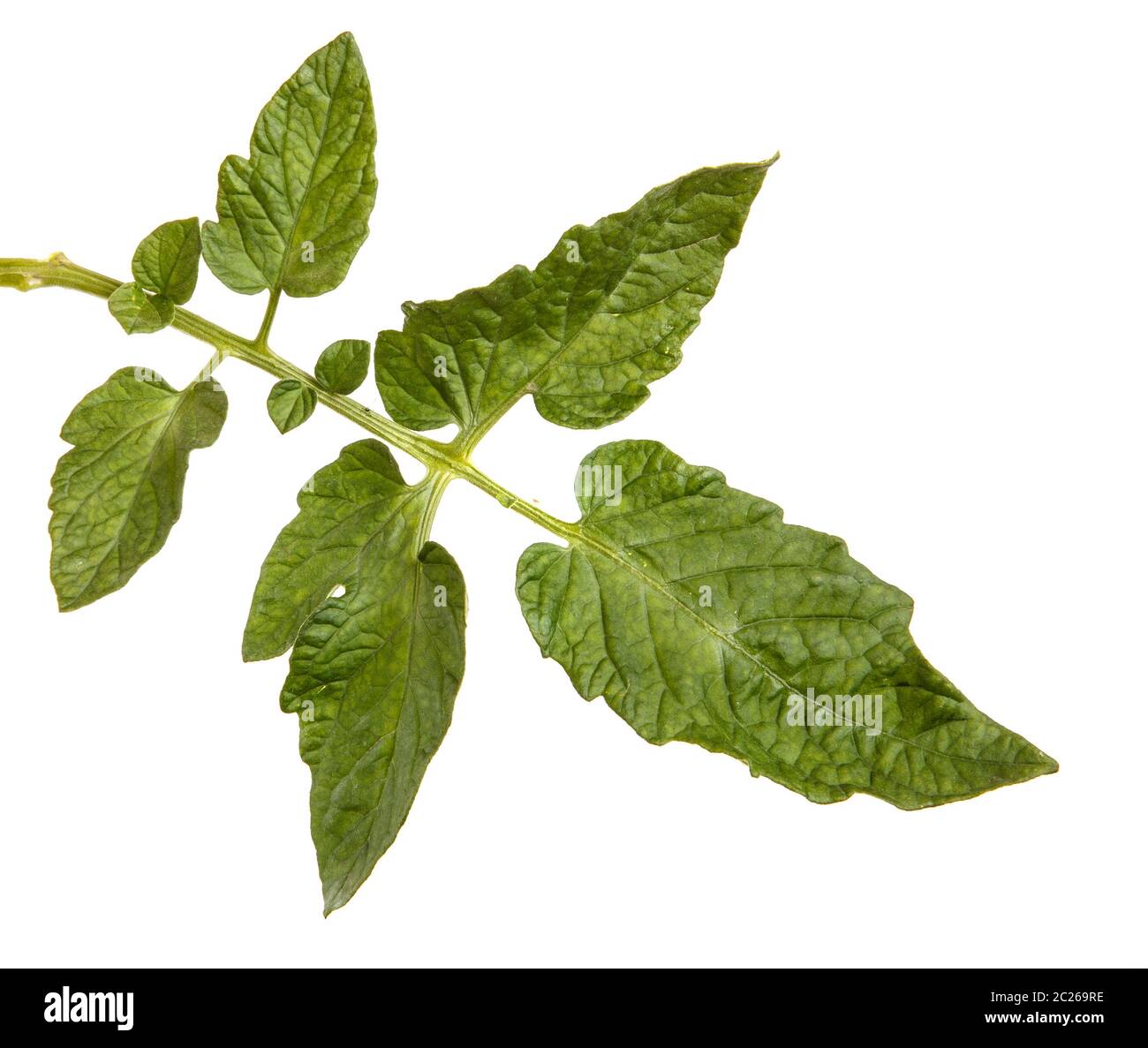Green leaf of a tomato bush. Isolated on white Stock Photo - Alamy
