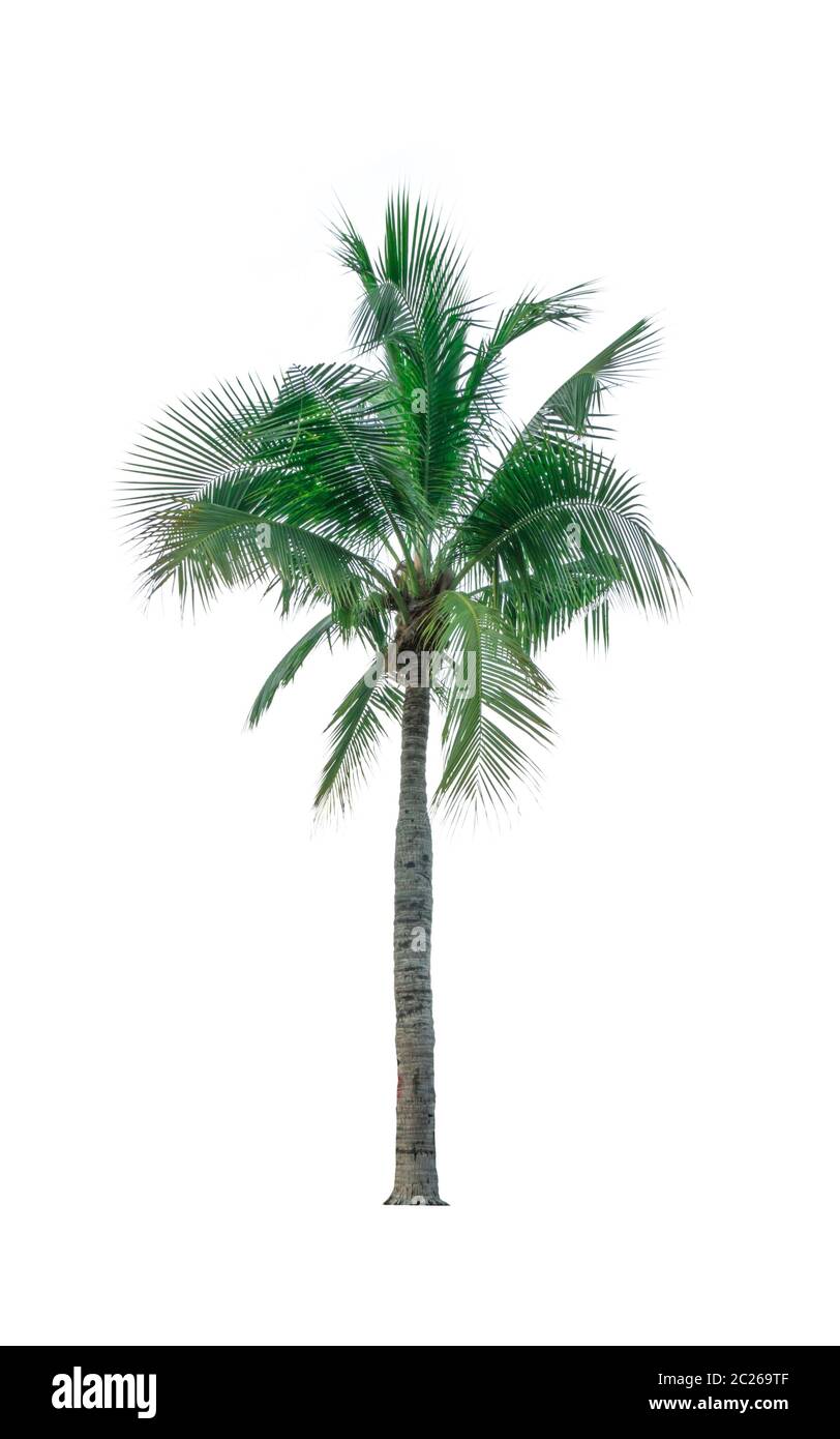 Coconut tree isolated on white background used for advertising ...