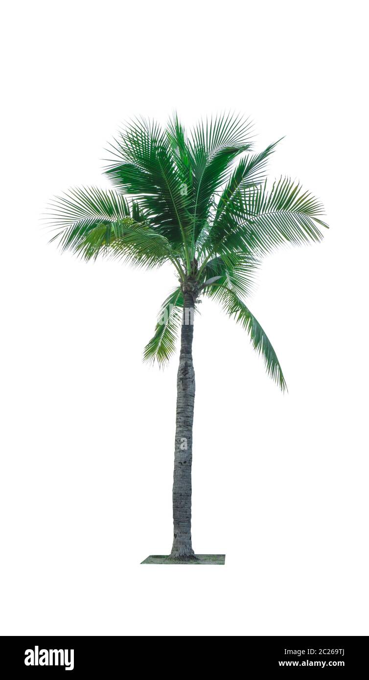 Coconut tree isolated on white background used for advertising ...