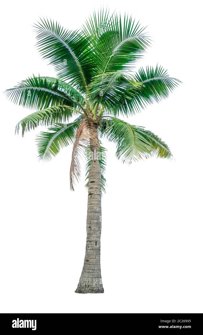 Coconut tree isolated on white background used for advertising ...