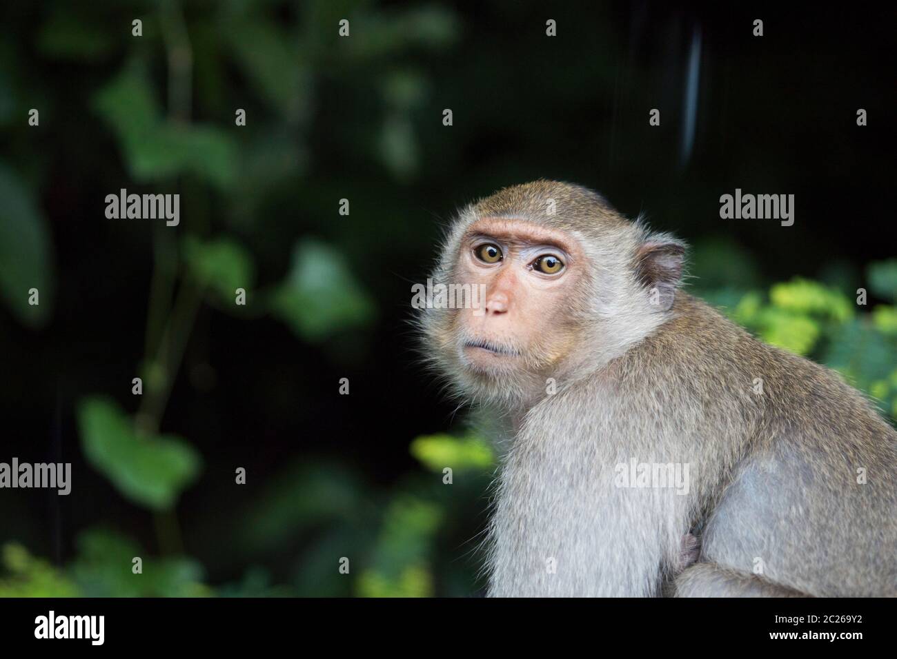 Portrait of sad monkey on dark green background of the forest in ...
