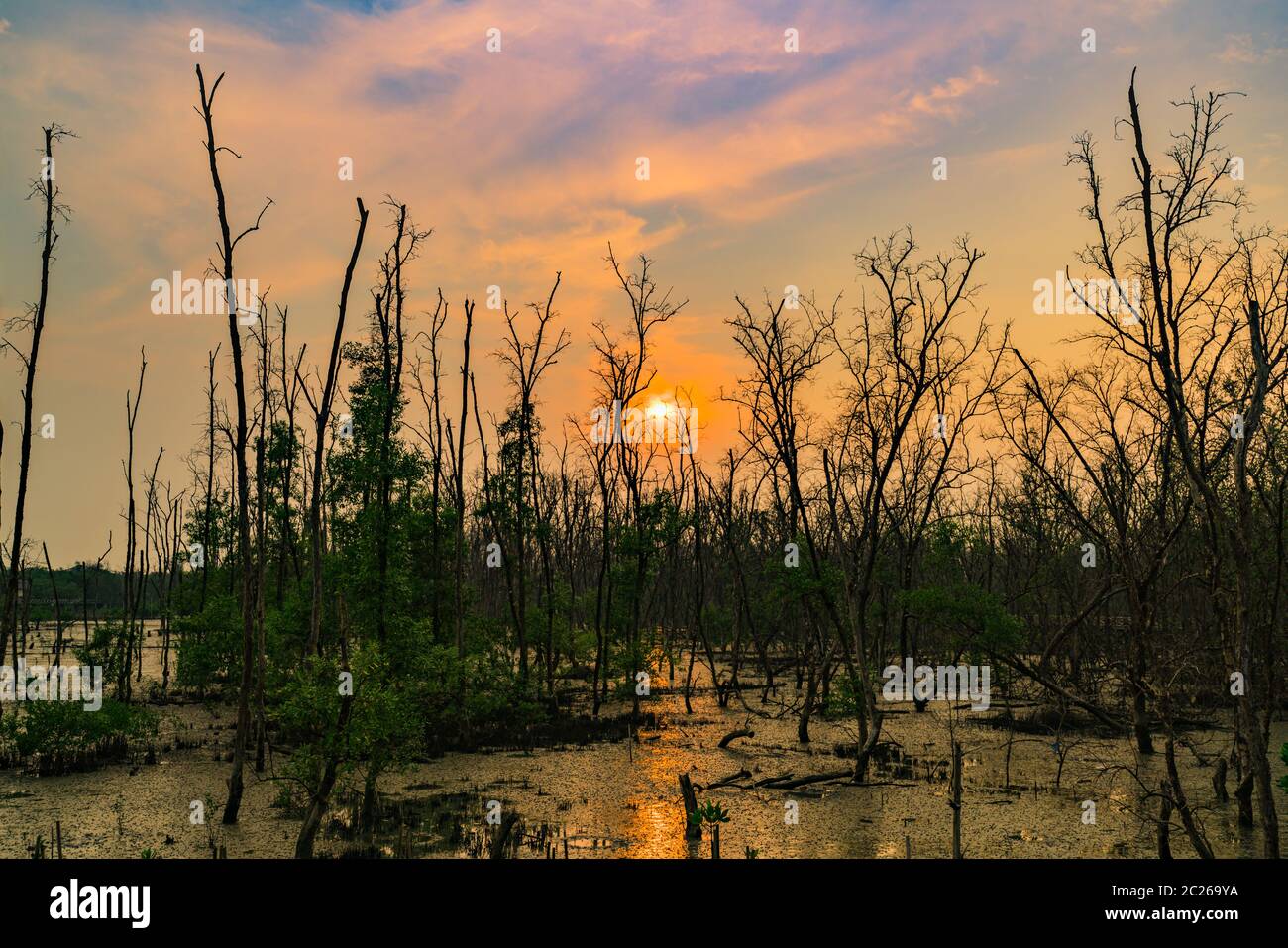 Green leaves of mangrove tree and dead tree in mangrove forest in the ...