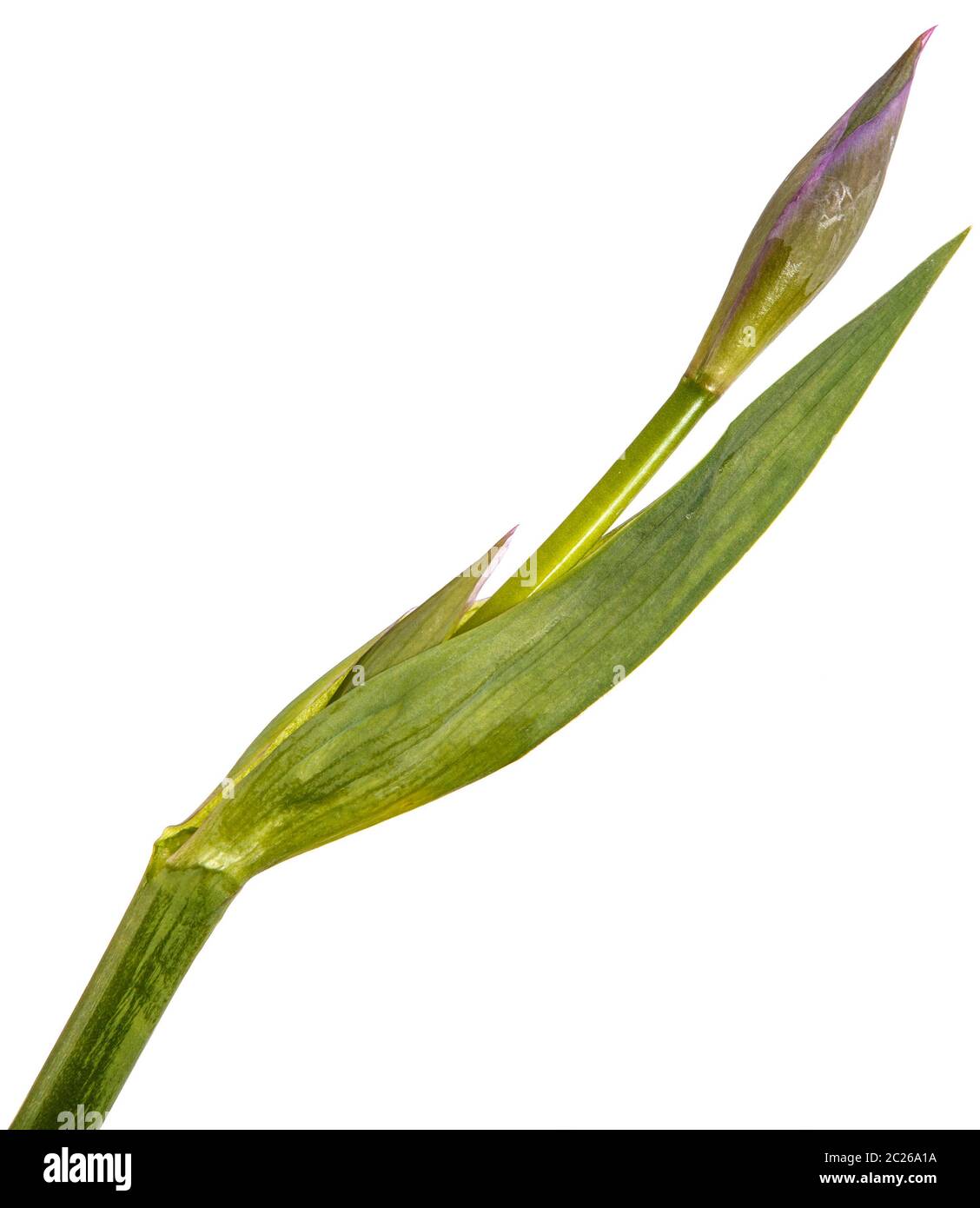 Unblown buds of iris flowers. Isolated on white Stock Photo - Alamy