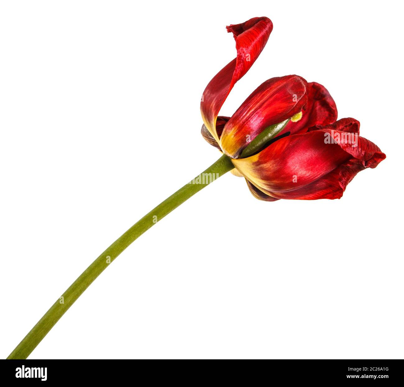 Faded tulips hi-res stock photography and images - Alamy