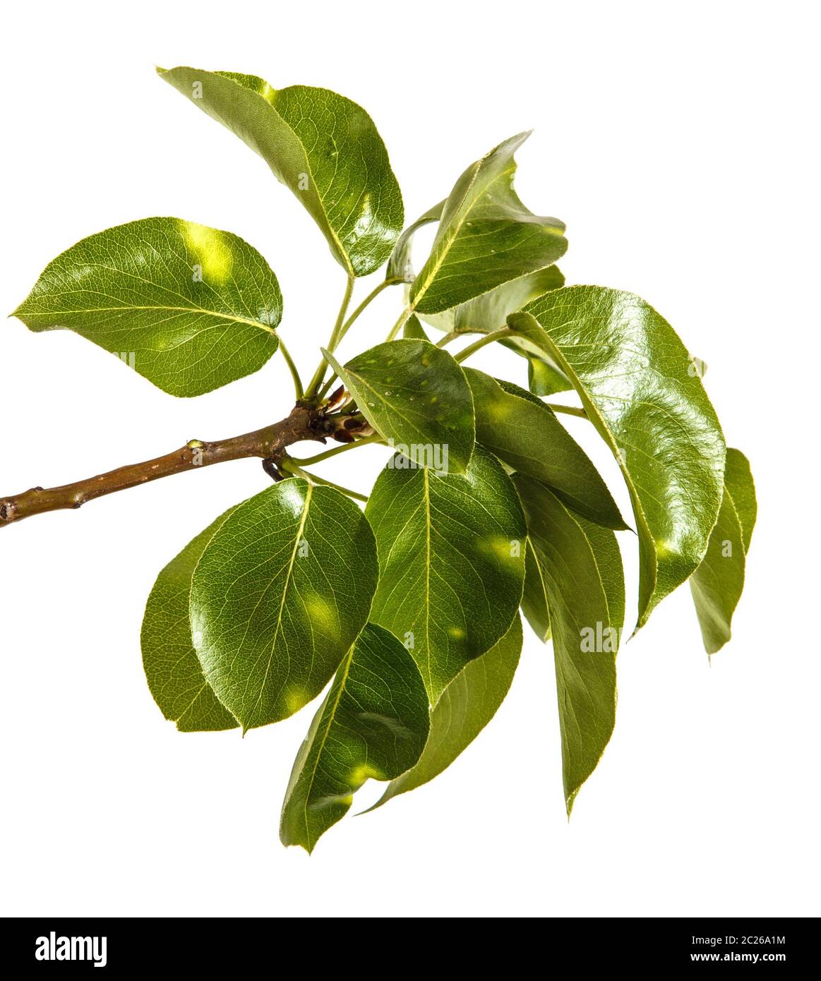 Pear tree leaves hi-res stock photography and images - Alamy