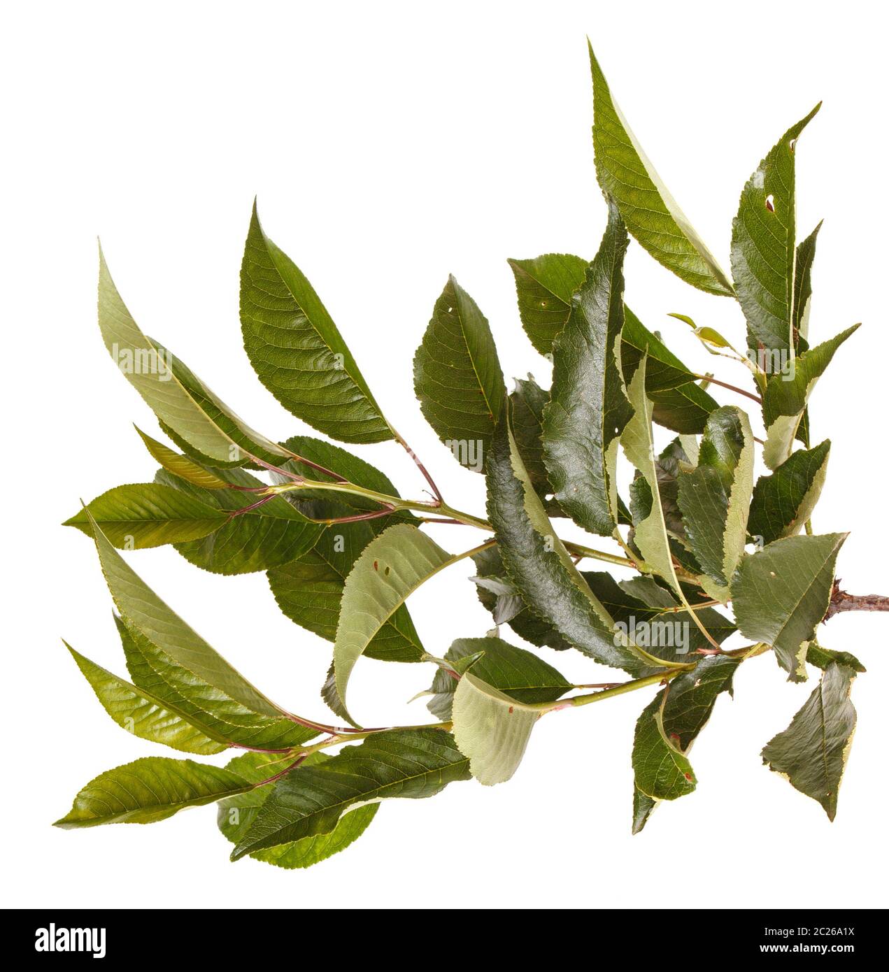 Leaves of a cherry tree on a branch. Isolated on white Stock Photo - Alamy