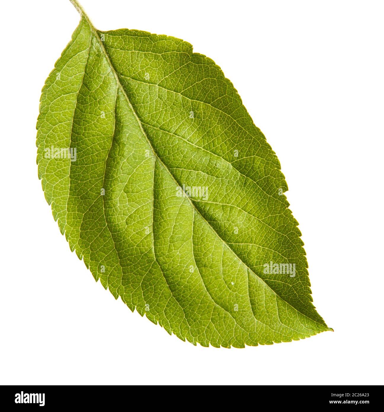 One leaf of an apple tree. Isolated on white Stock Photo - Alamy