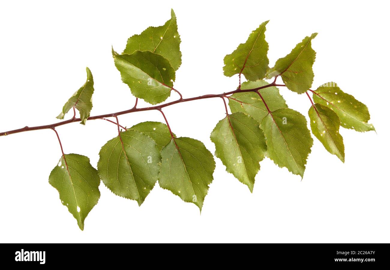 Branch of apricot tree. Isolated on white Stock Photo - Alamy
