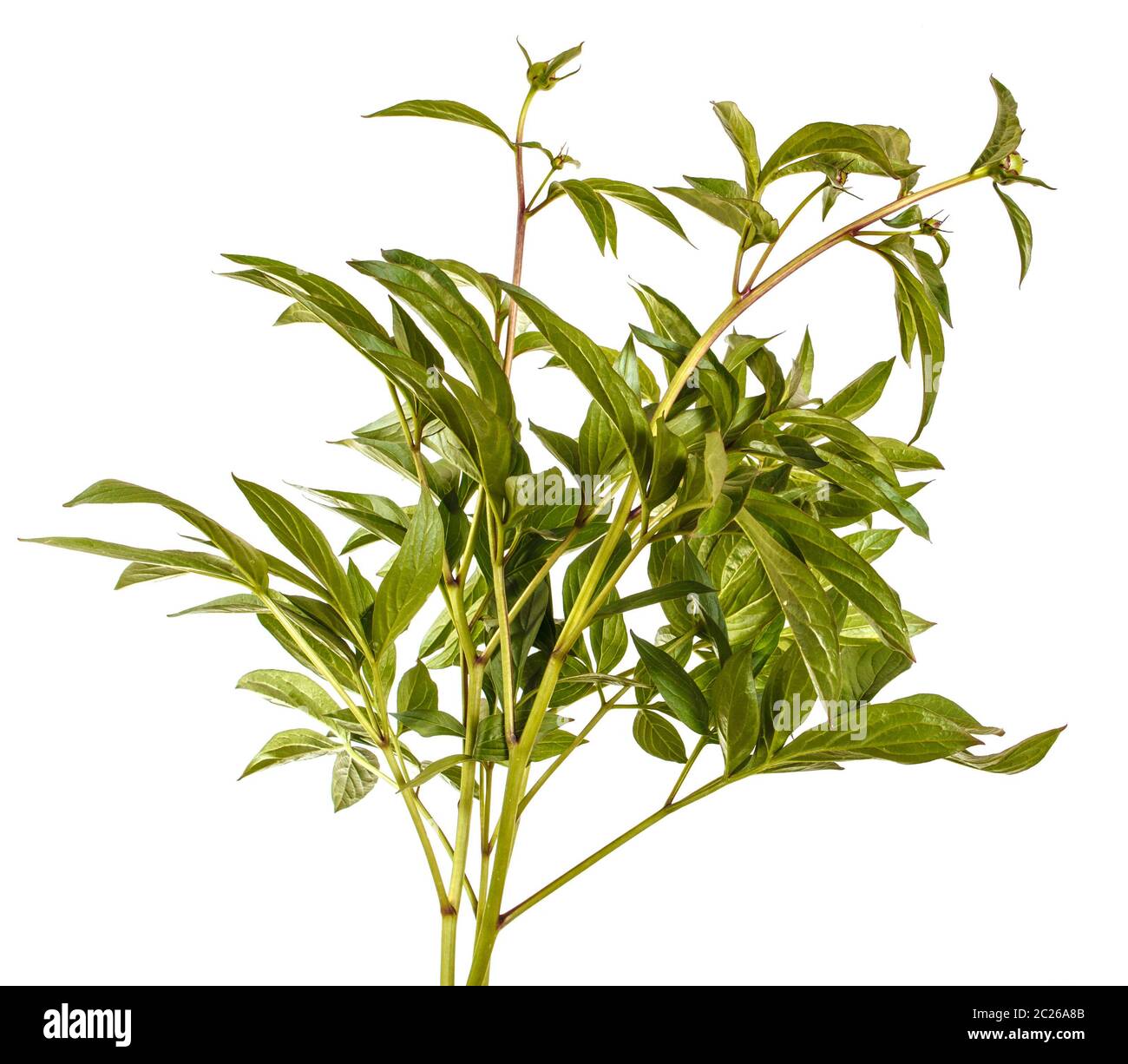 Green sprouts of peony flowers. Isolated on white Stock Photo - Alamy