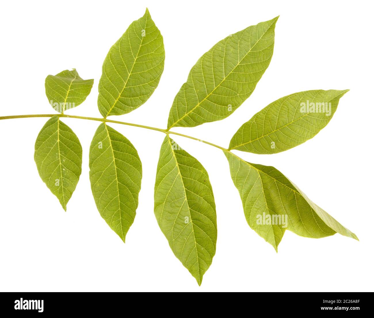Walnut leaves isolated on white Stock Photo - Alamy