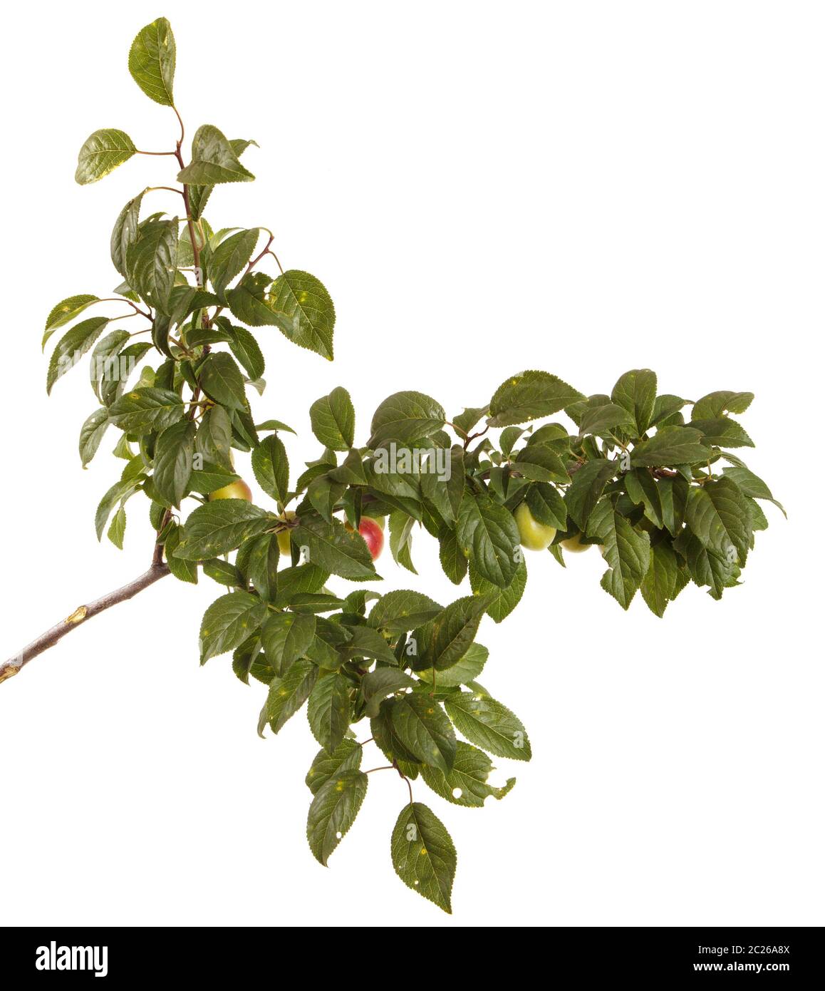 Tree branch cherry plum Cut Out Stock Images & Pictures - Alamy