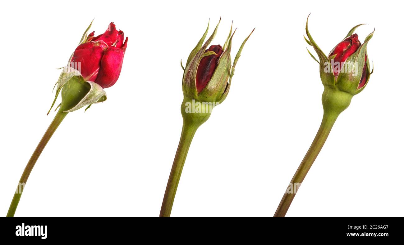 Young bud of a red rose on a stem. Isolated on white Stock Photo - Alamy