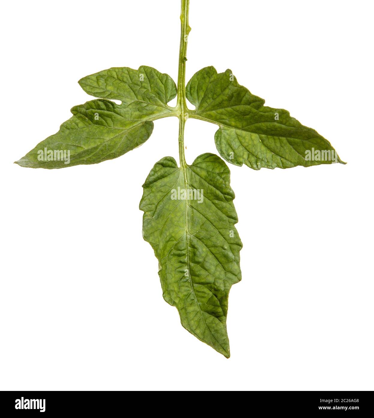 Green leaf of a tomato bush. Isolated on white Stock Photo - Alamy