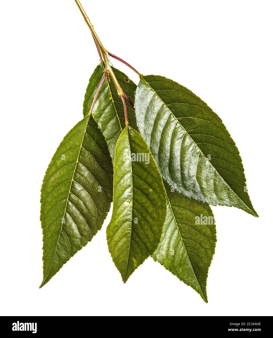 Leaves of a cherry tree on a branch. Isolated on white Stock Photo - Alamy