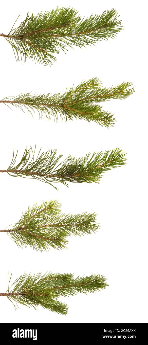 A branch of a pine tree. Isolated on white. Set Stock Photo - Alamy