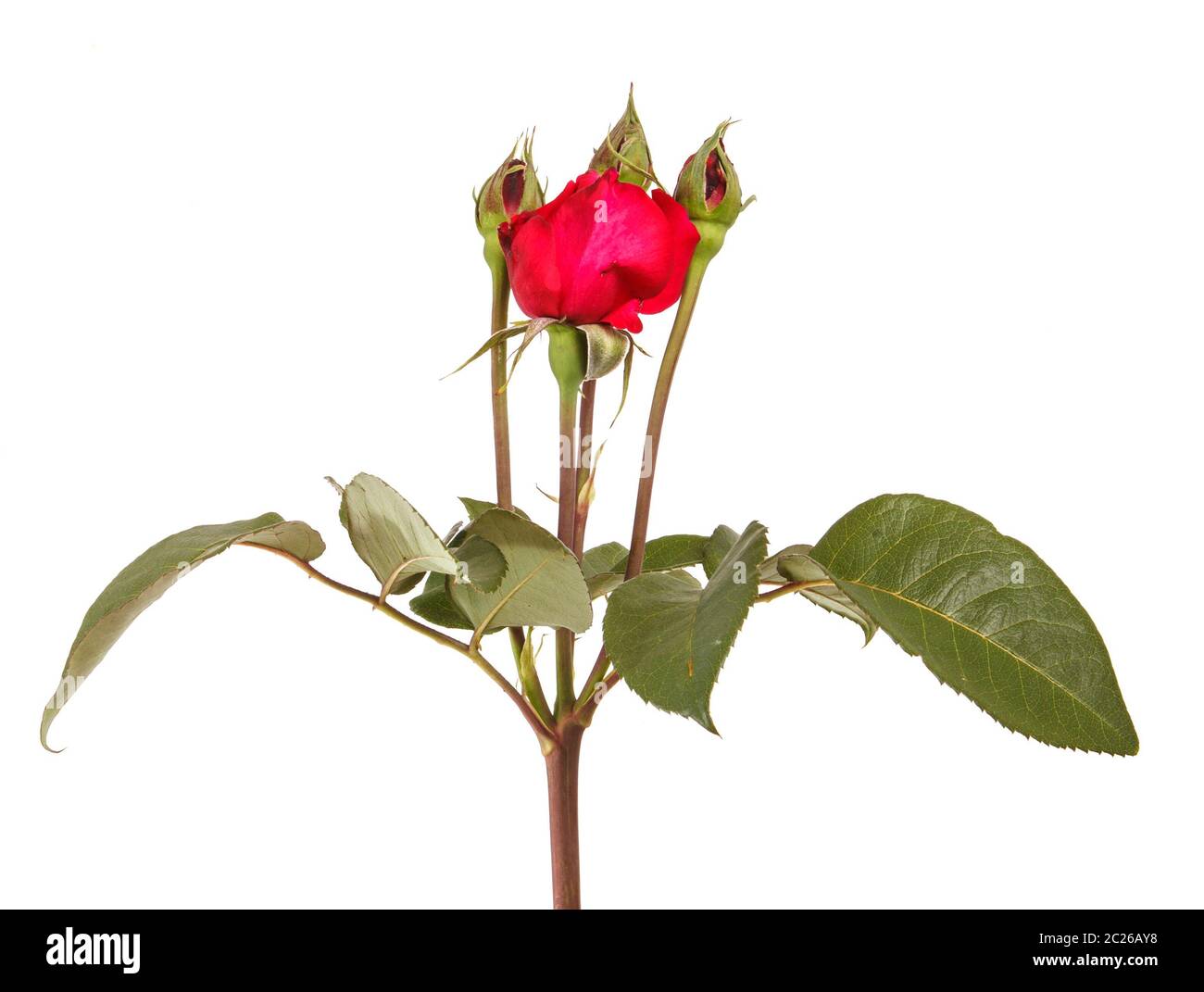 Young bud of a red rose on a stem. Isolated on white Stock Photo - Alamy