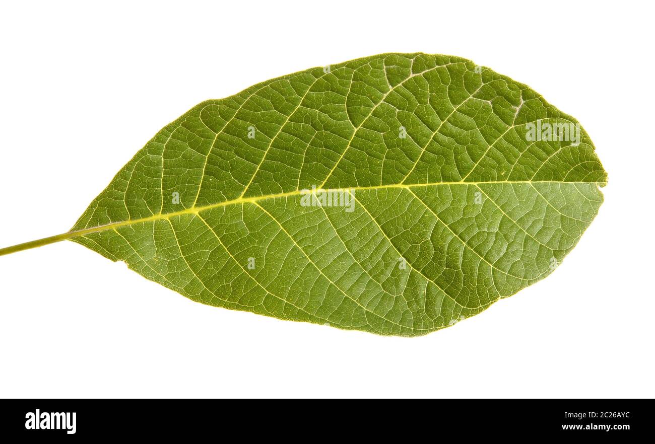 Walnut leaves isolated on white Stock Photo - Alamy
