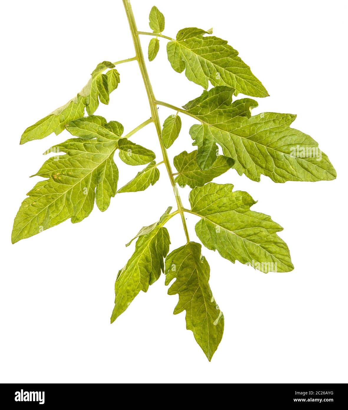 Green leaf of a tomato bush. Isolated on white Stock Photo - Alamy