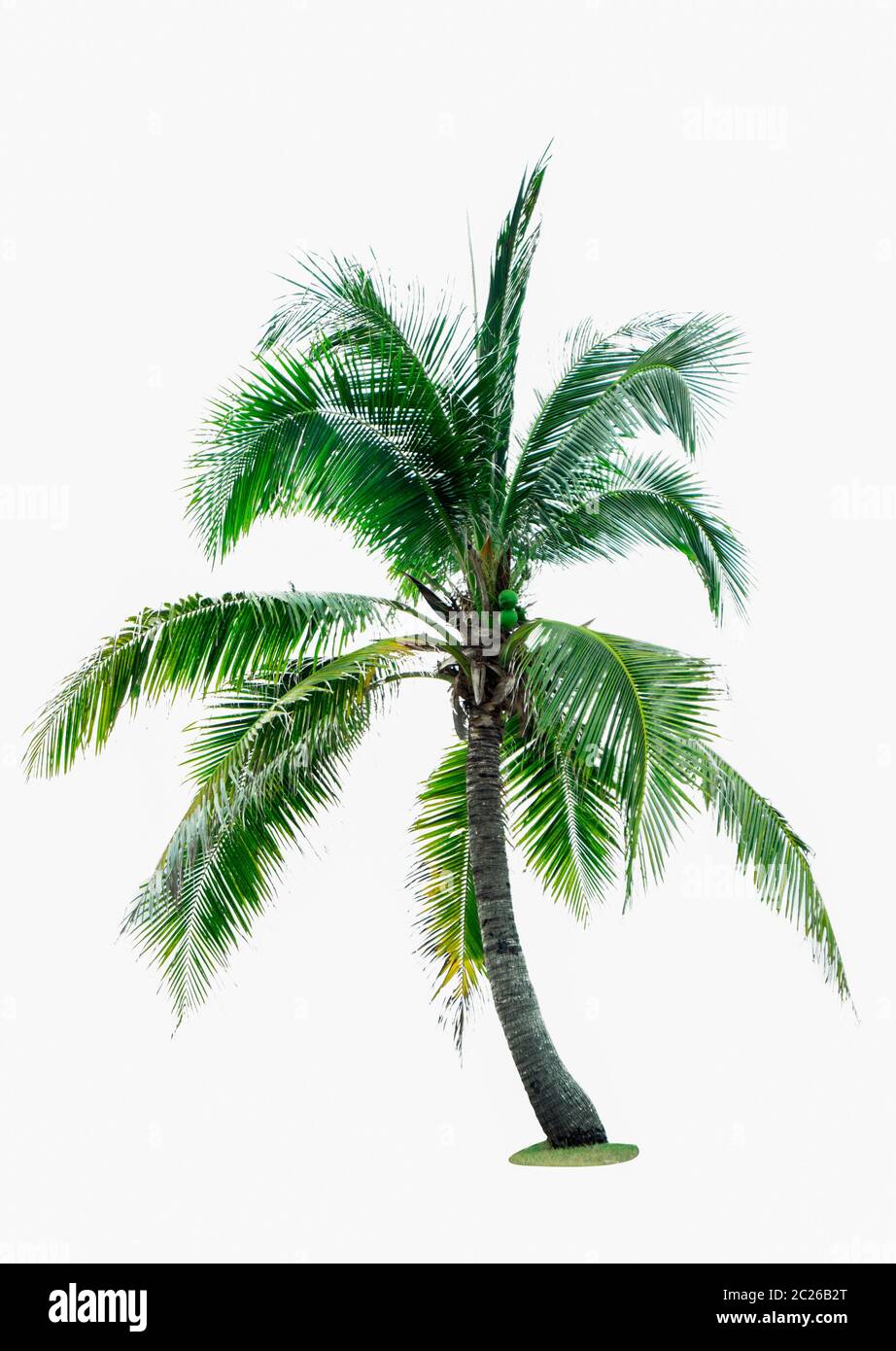Coconut tree isolated on white background with copy space. Used for ...