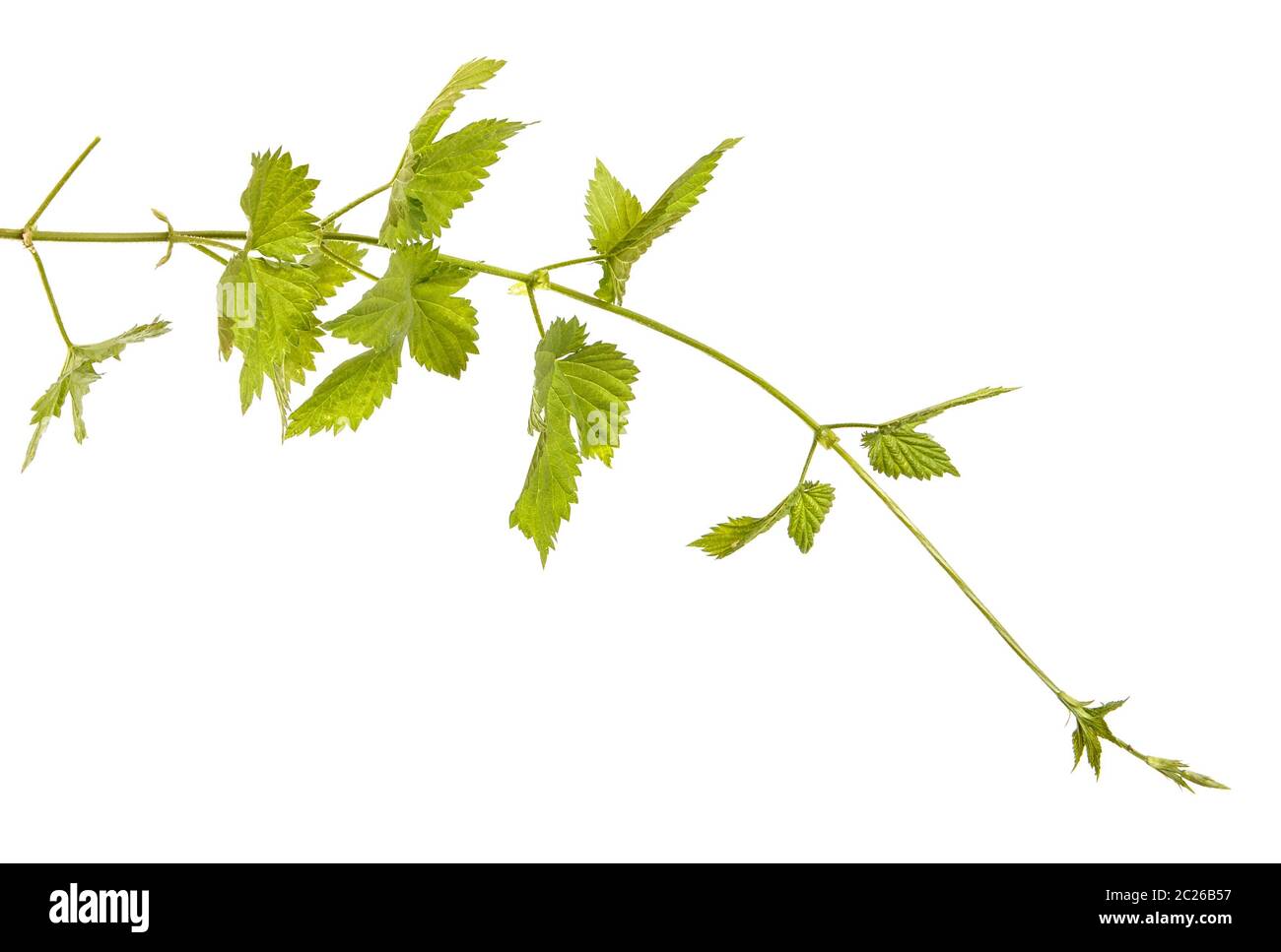 green sprout of hops. Isolated on white Stock Photo - Alamy