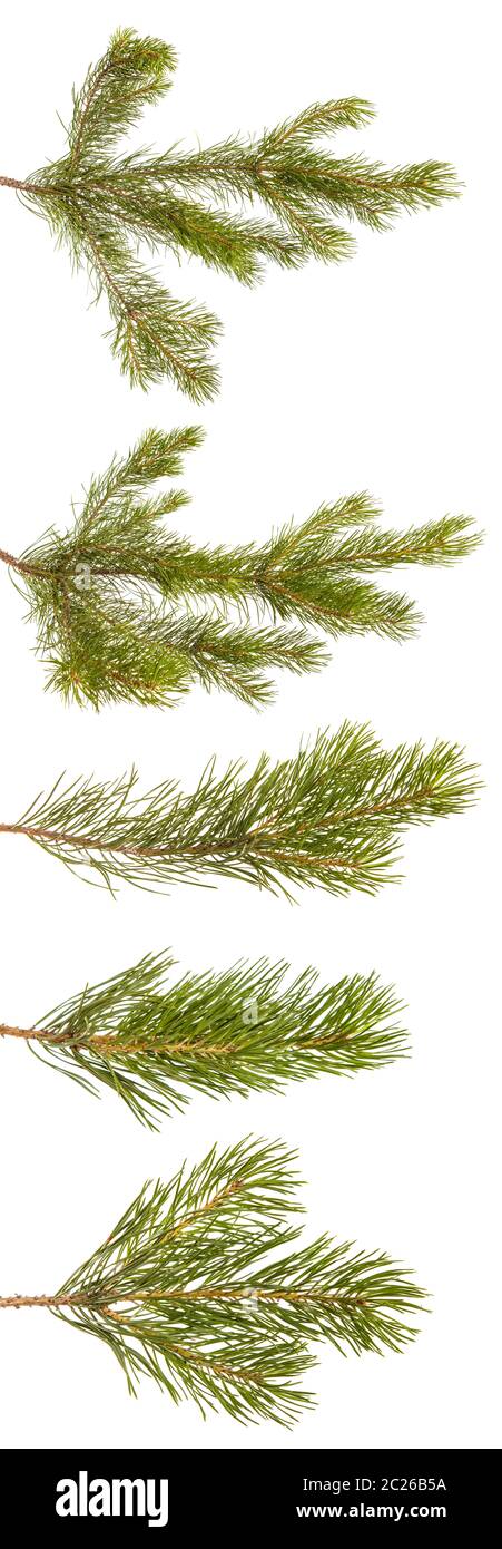 A branch of a pine tree. Isolated on white. Set Stock Photo - Alamy