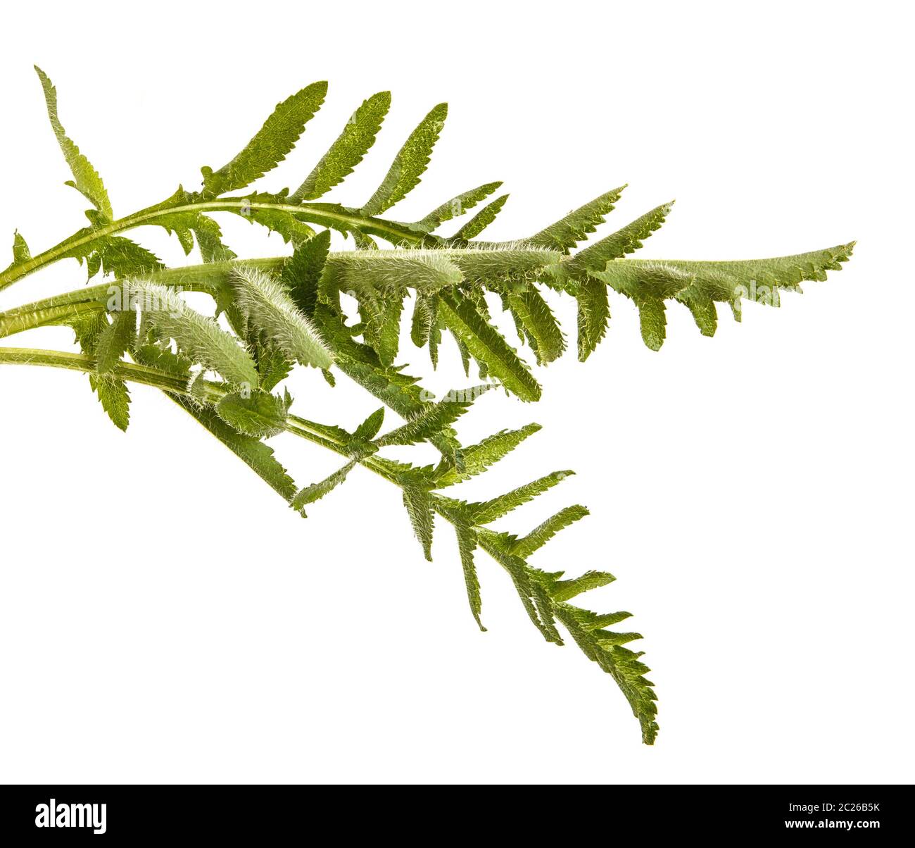 Green leaves of poppies. Isolated on white Stock Photo - Alamy