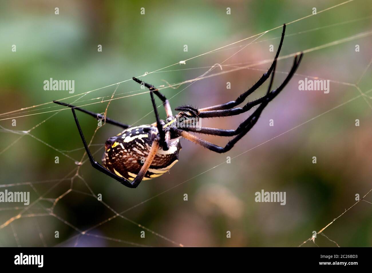 Spider upside down hi-res stock photography and images - Alamy