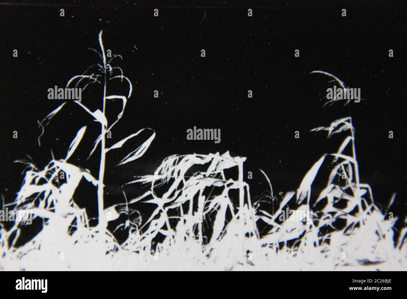 Fine 70s vintage black and white extreme photography of some wild ...