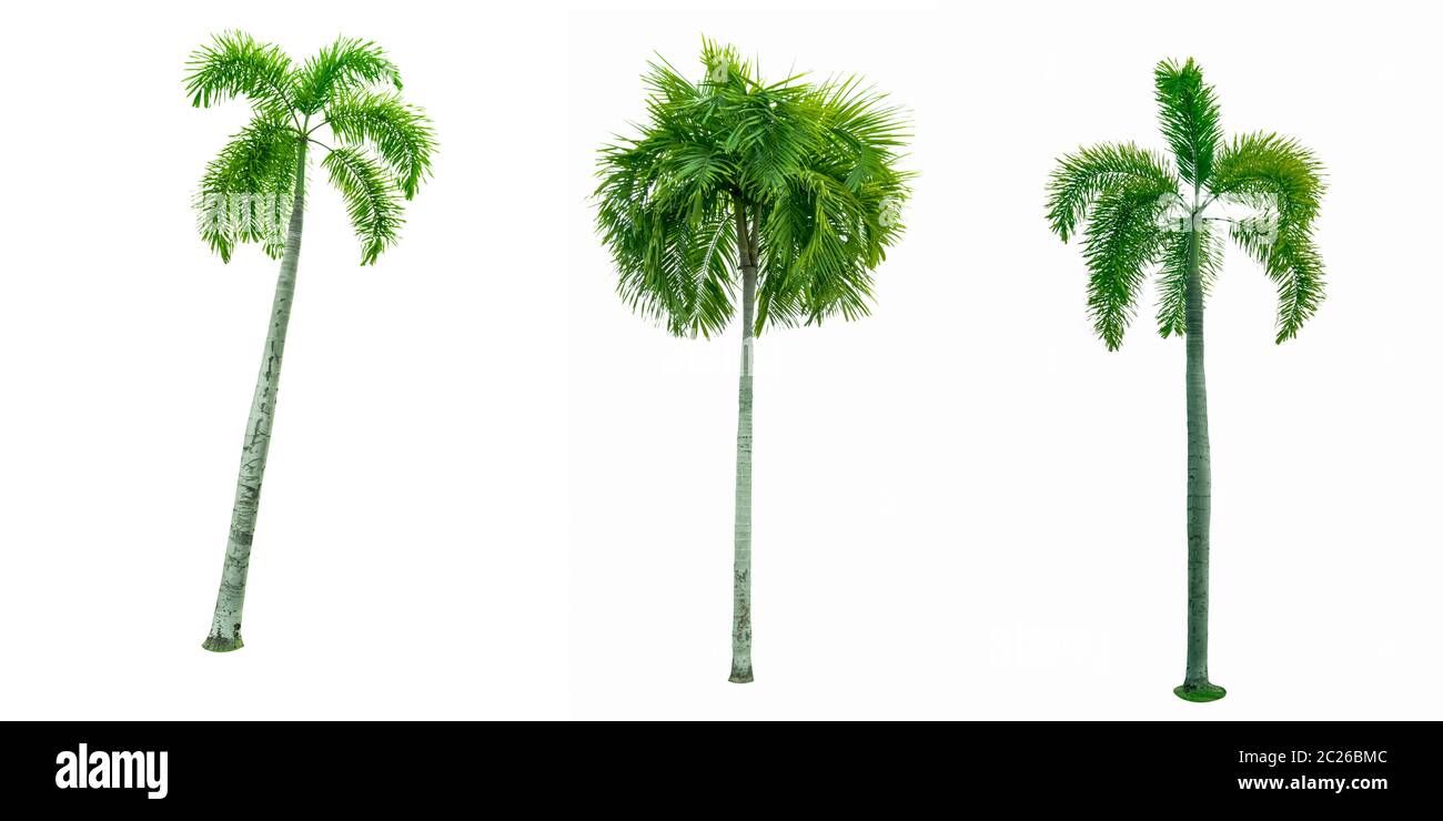 Manila palm, Christmas palm tree ( Veitchia merrillii ) isolated on ...