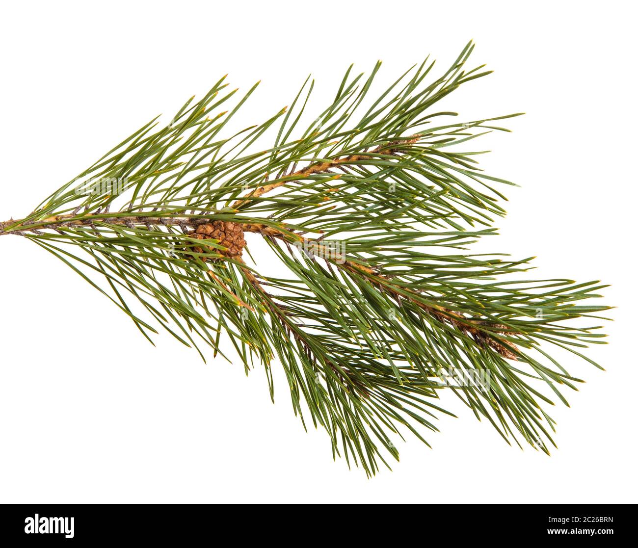 White pine branch hi-res stock photography and images - Alamy
