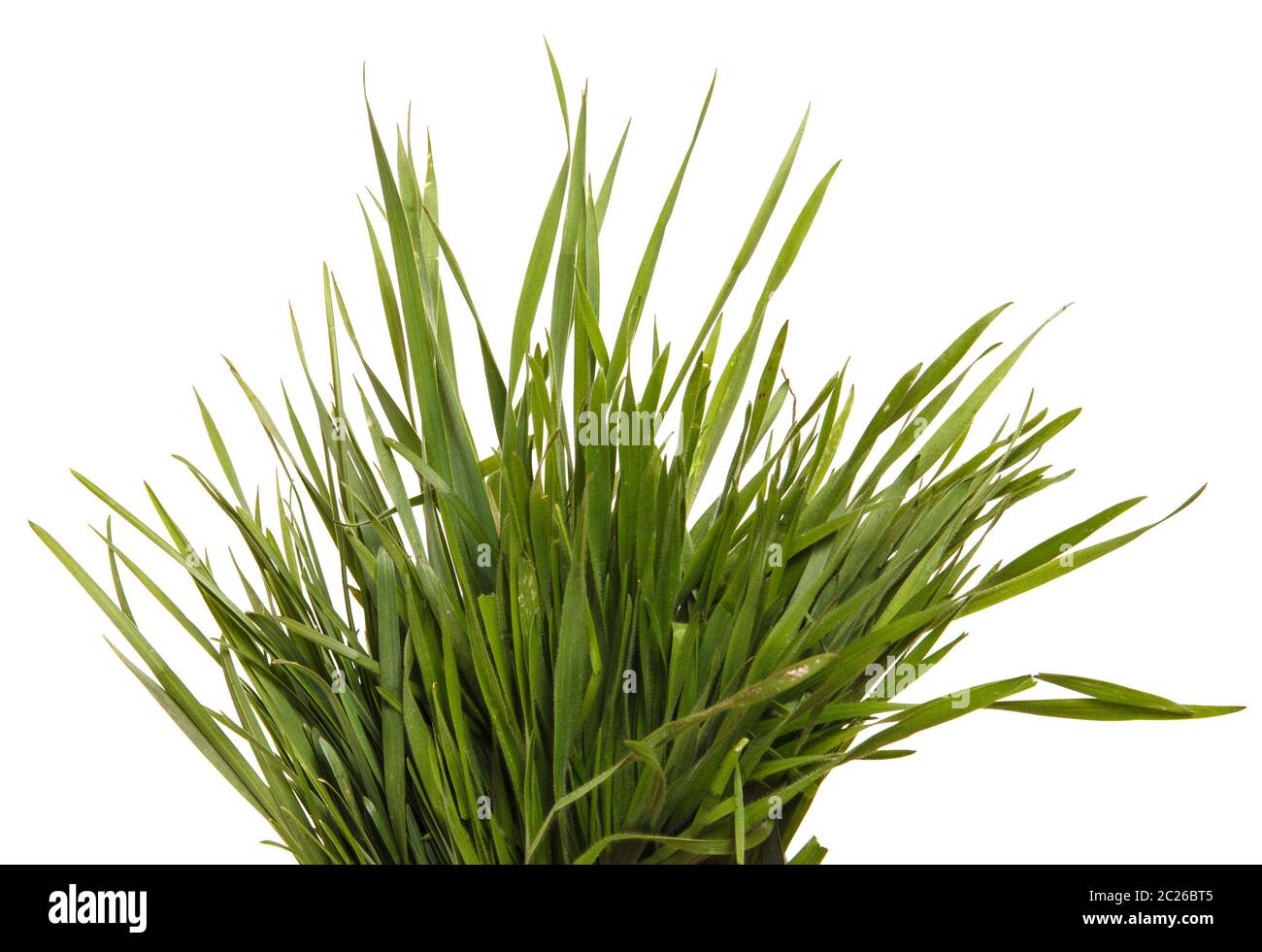 A bunch of green grass. Isolated on white Stock Photo - Alamy