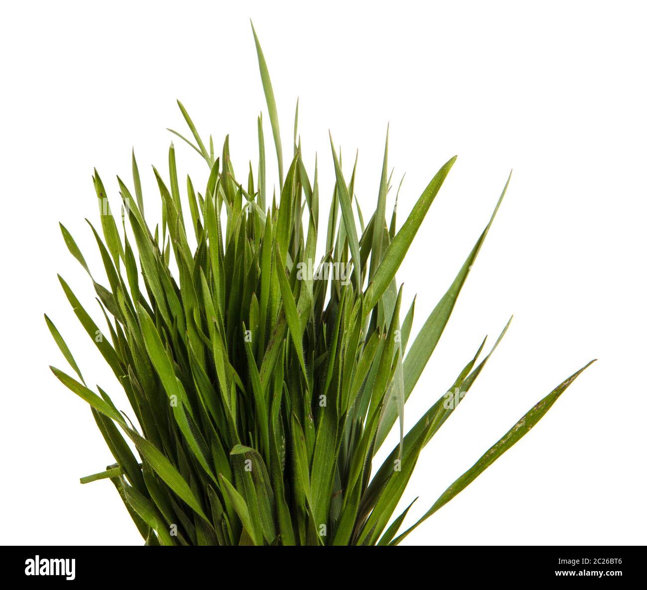 Bunch grass meadow hi-res stock photography and images - Alamy