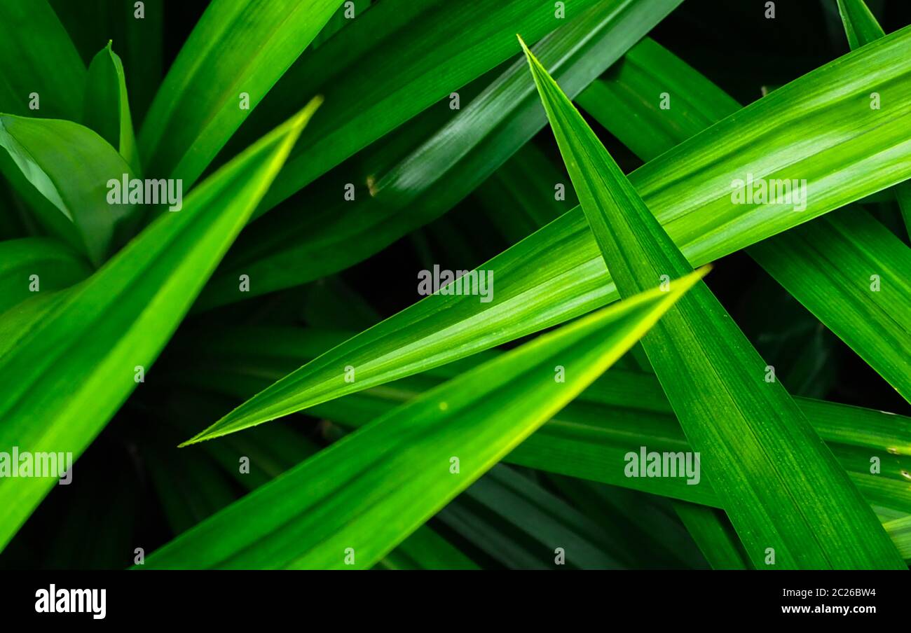 Closeup pandan leaves texture background. Green leaves with beautiful ...