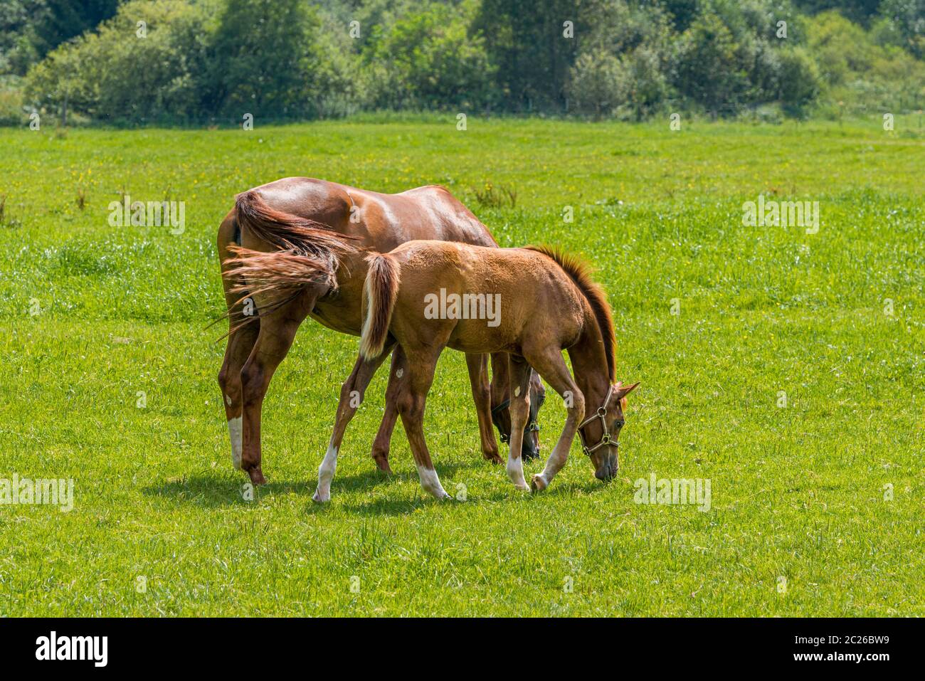 Mare with foal grazing Stock Photo - Alamy