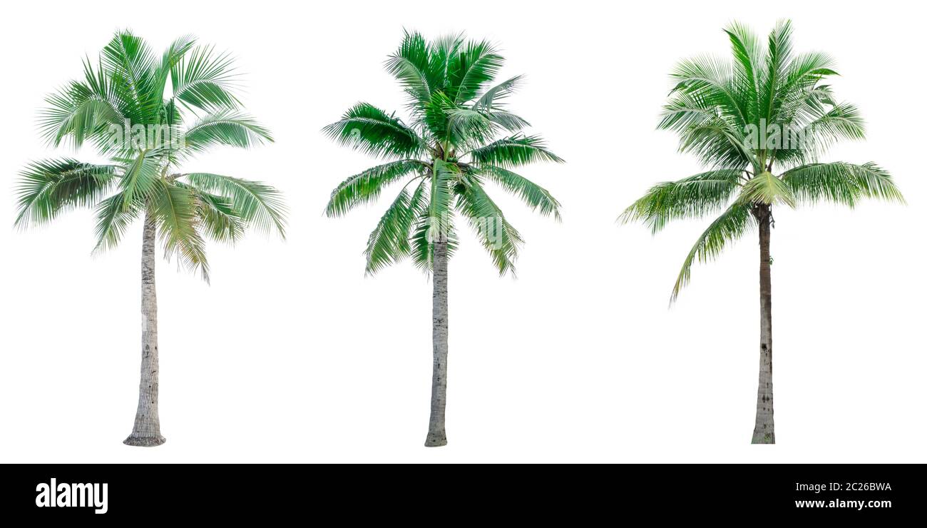 Set of coconut tree isolated on white background used for advertising ...
