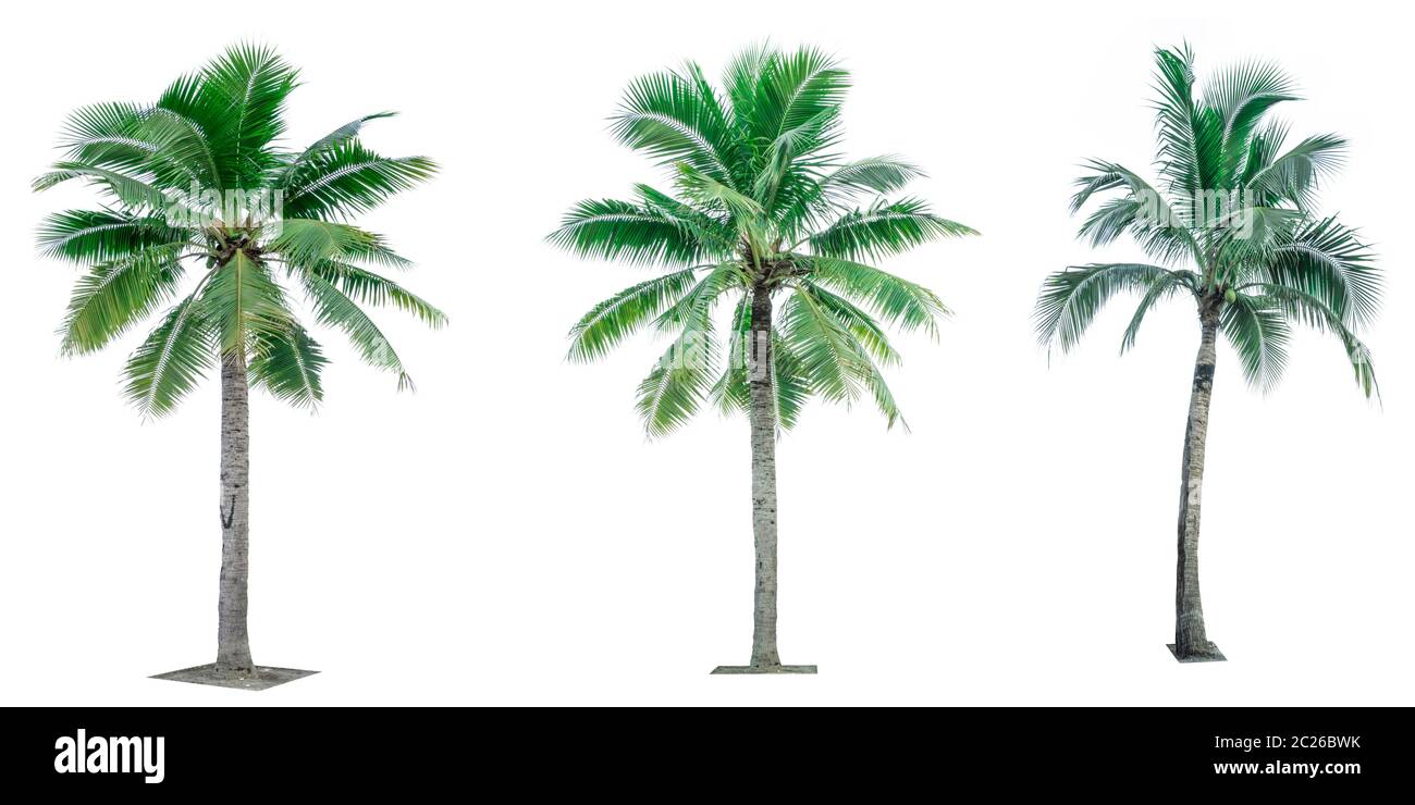 Set of coconut tree isolated on white background used for advertising ...